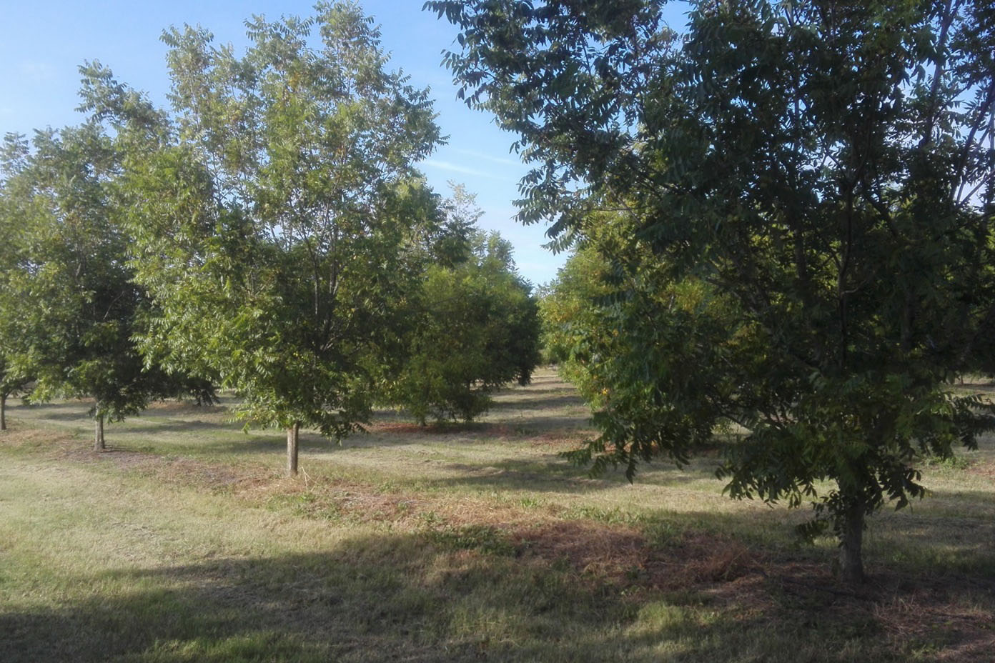 Crece la producción de nueces pecan en Uruguay » Portal Medios Públicos