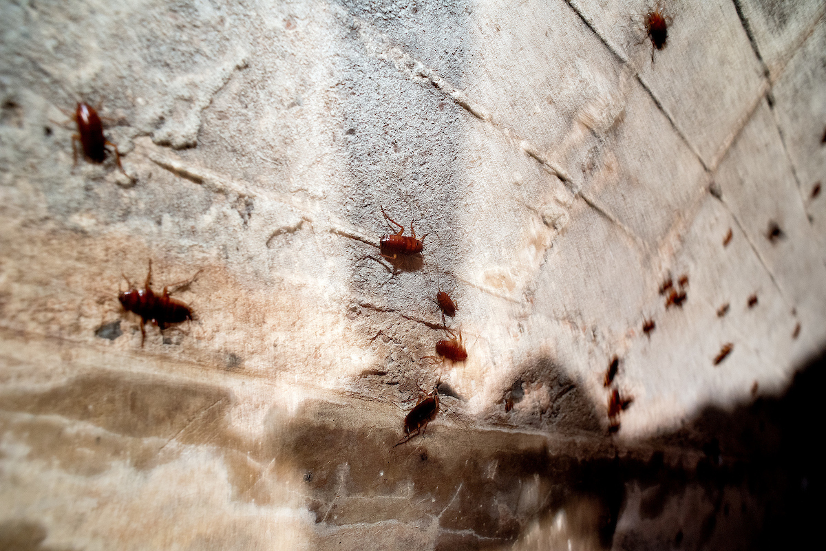 Los pesticidas y el cambio en la forma de reproducción de las ...
