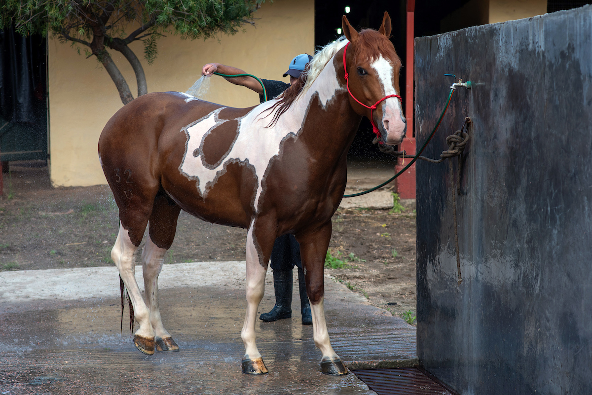 Udelar y UTU inauguran la carrera de Tecnólogo en Producción Equina ...