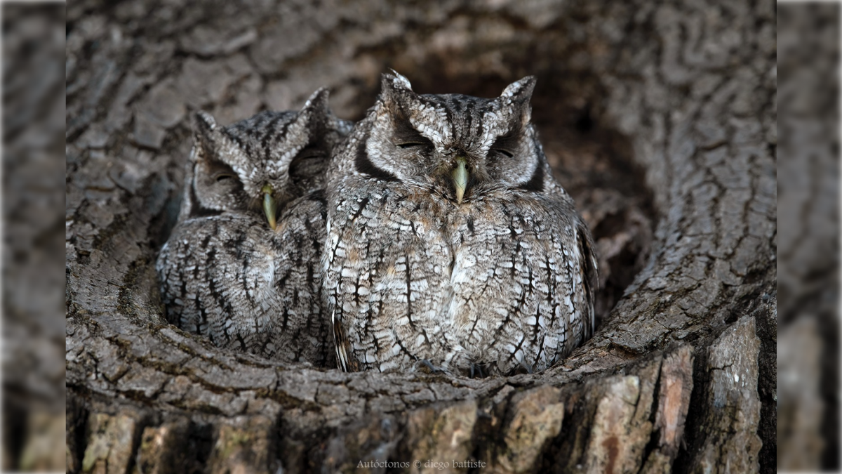 La fauna autóctona en todo su esplendor » Portal Medios Públicos