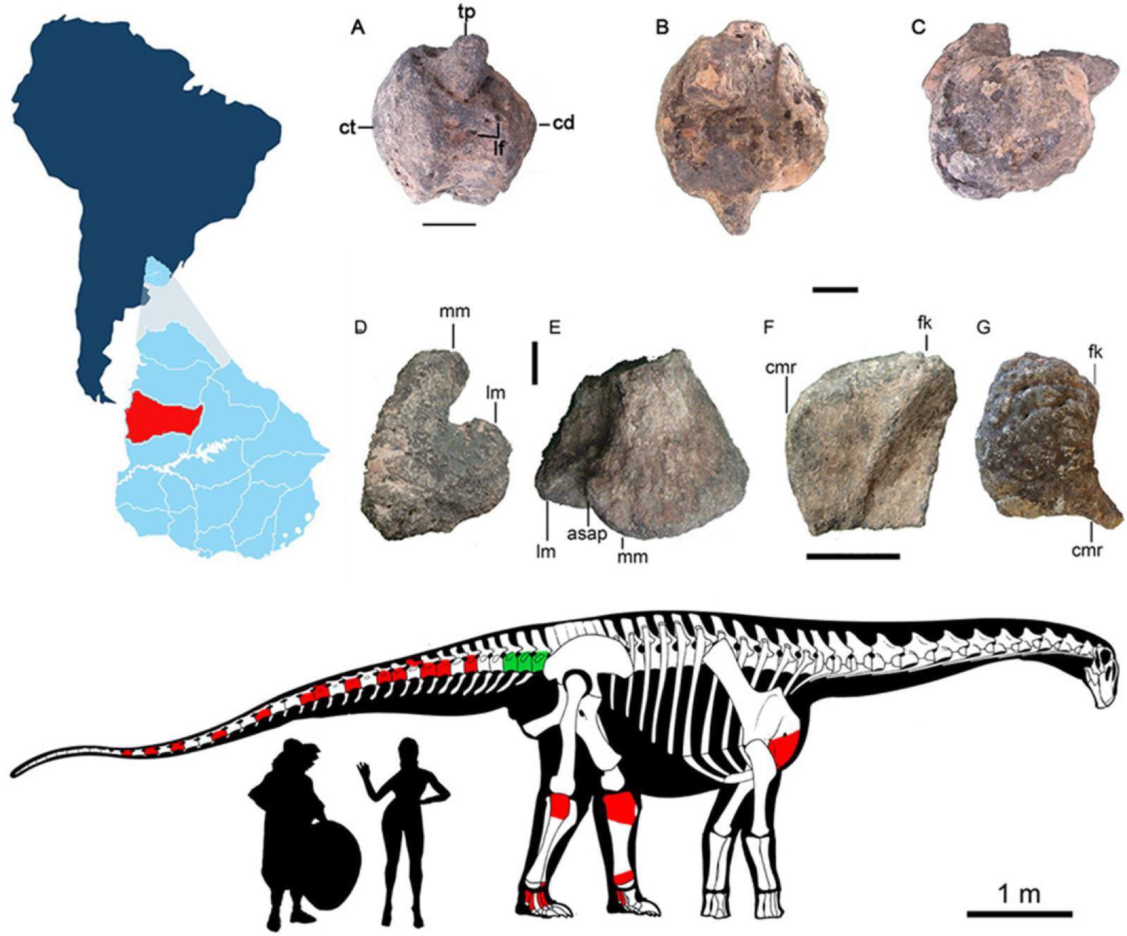 Hallazgo de dinosaurio uruguayo significa “crecimiento importante para ...