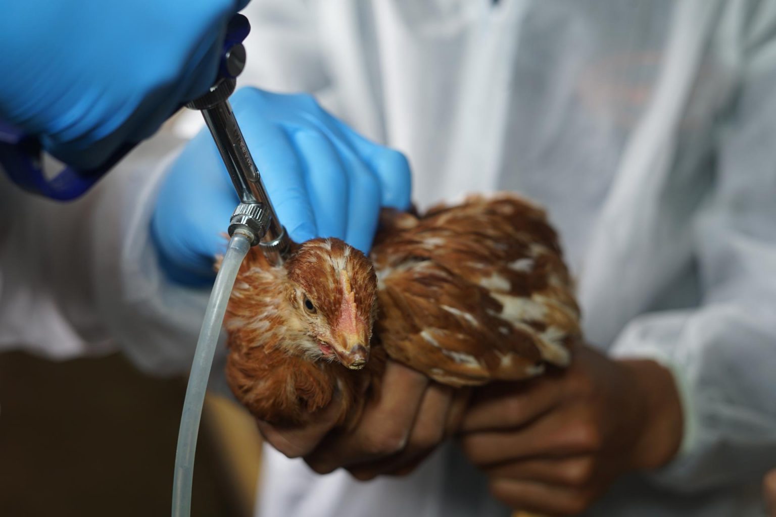 Disponen vacunación obligatoria contra gripe aviar de gallinas ponedoras y reproductoras ...
